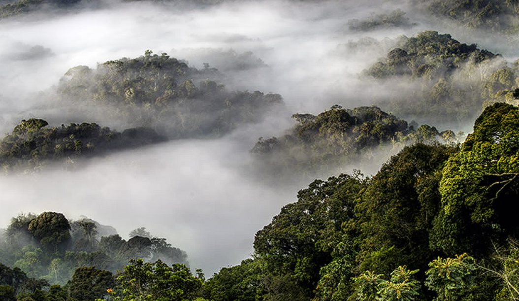Mengenal The Nyungwe Forest National Park, Hutan Hujan Pegunungan ...
