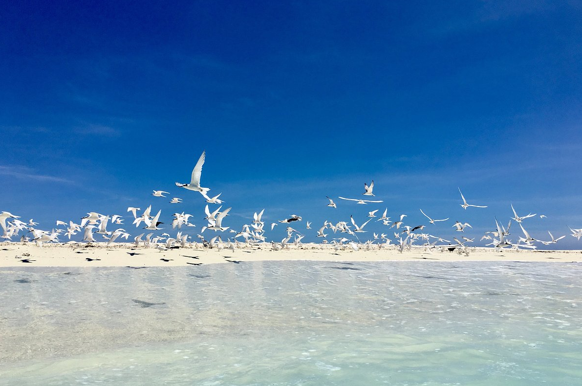 Koimala Beach Ukulhas: Tropical Stay with Local Atmosphere in Maldives